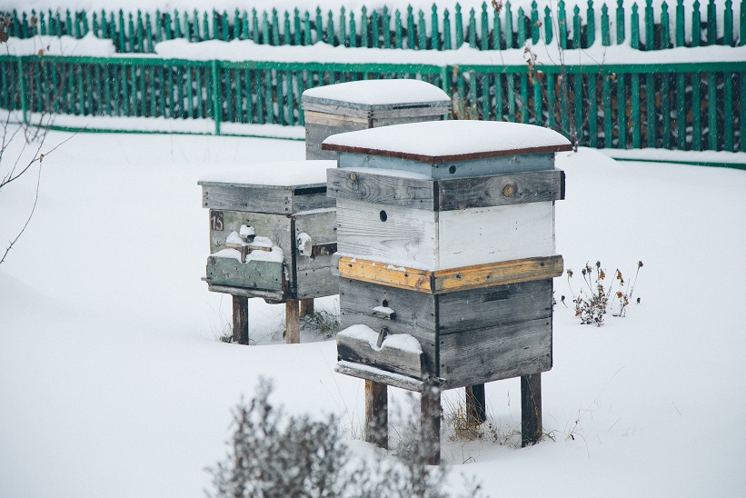 La survie des abeilles en hiver