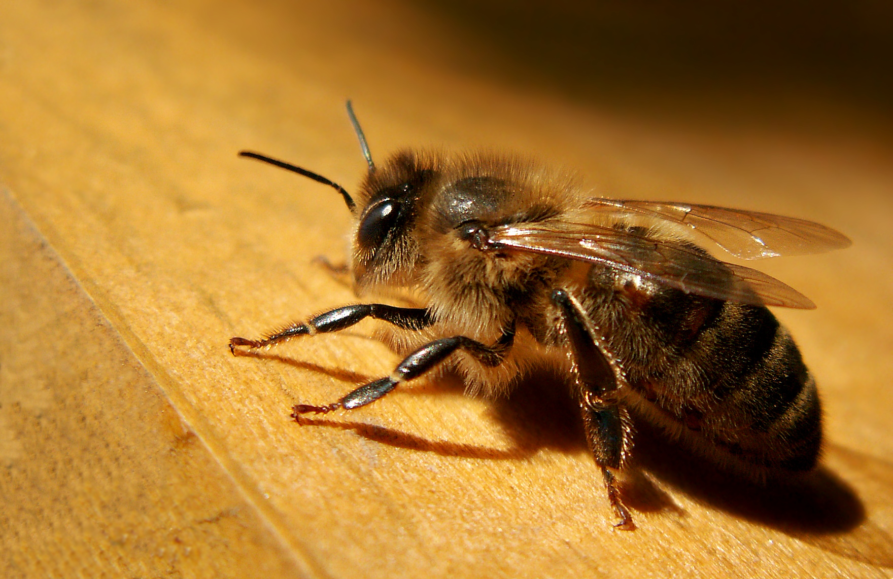 L'abeille noire (Apis mellifera mellifera)