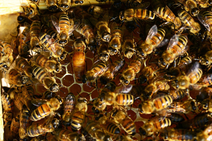 Comment une abeille devient reine et quel est son rôle