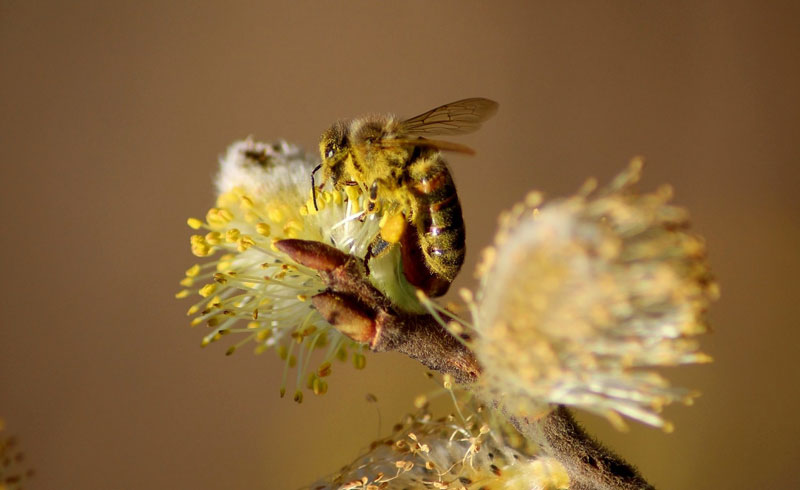 La disparition des abeilles : un enjeu majeur