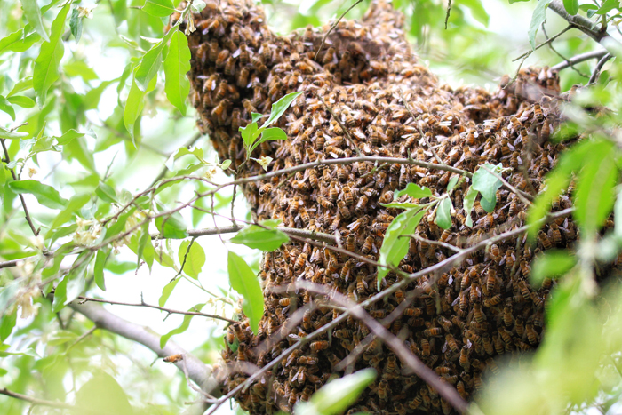 Comment réagir si vous trouvez un essaim d'abeilles
