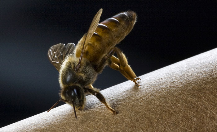 Mieux connaître la reine des abeilles et son rôle