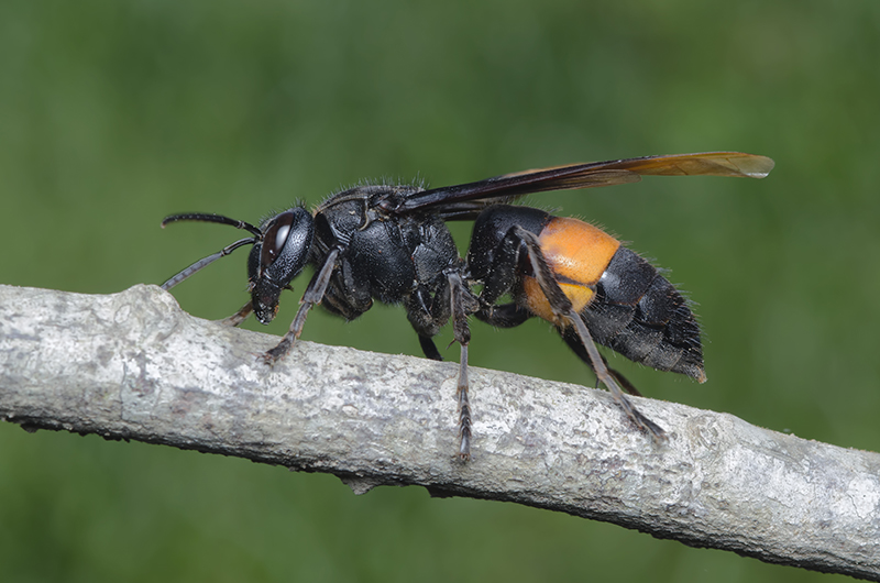 Comment identifier le frelon asiatique