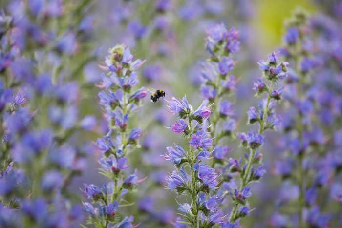 Tout savoir sur la vipérine, plante mellifère herbacée