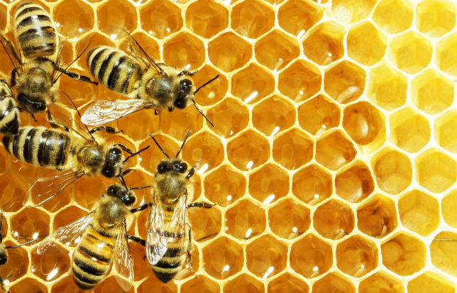 D'où vient la forme hexagonale des alvéoles des abeilles ? - Apiculture.net