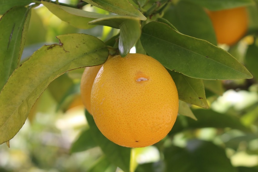 Le Mandarinier : floraison, vertus et intérêt pour l'apiculture