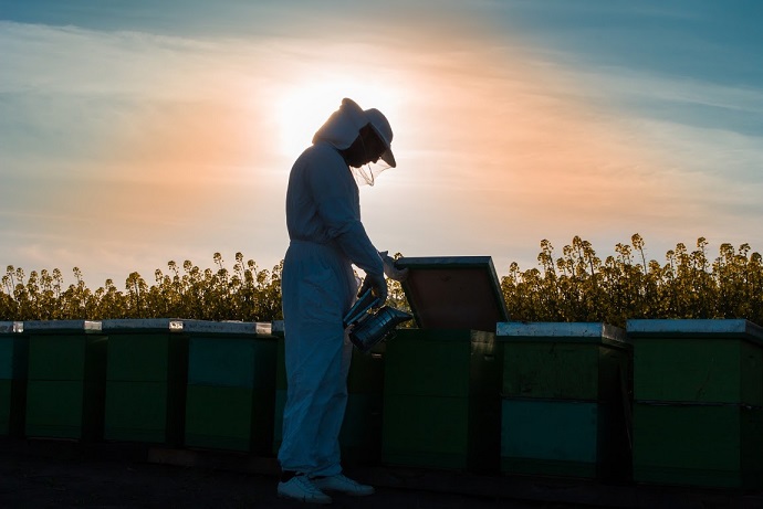 La Transhumance des Ruches en Apiculture